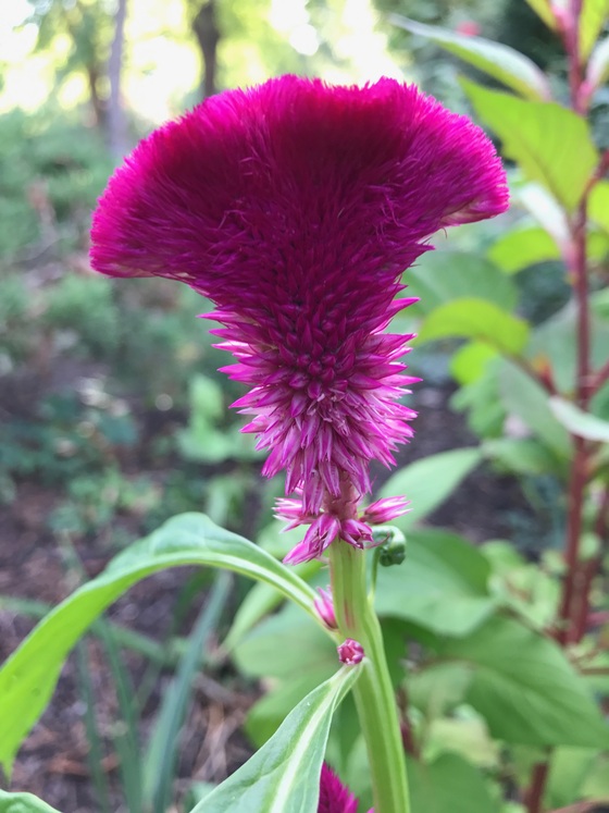 Nacoma (Nicky) Lee Lester and Ruth Marie Arnold on Honeyfund.com